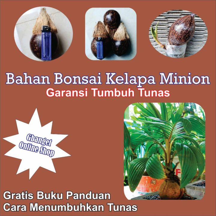 BiBit Kelapa Minion Bahan Bonkla Kelapa Gading Kuning | Lazada Indonesia