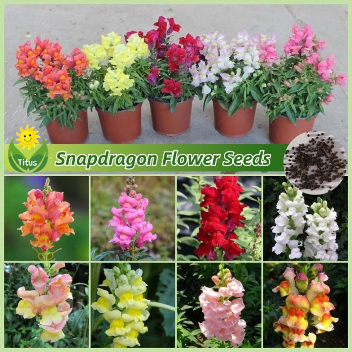 100% Legit Bonsai Snapdragon Seeds Flower Seeds for Planting ...
