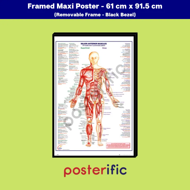 Educational: Human Body (Major Anterior Muscles) - Poster (61 cm X 91.5 ...
