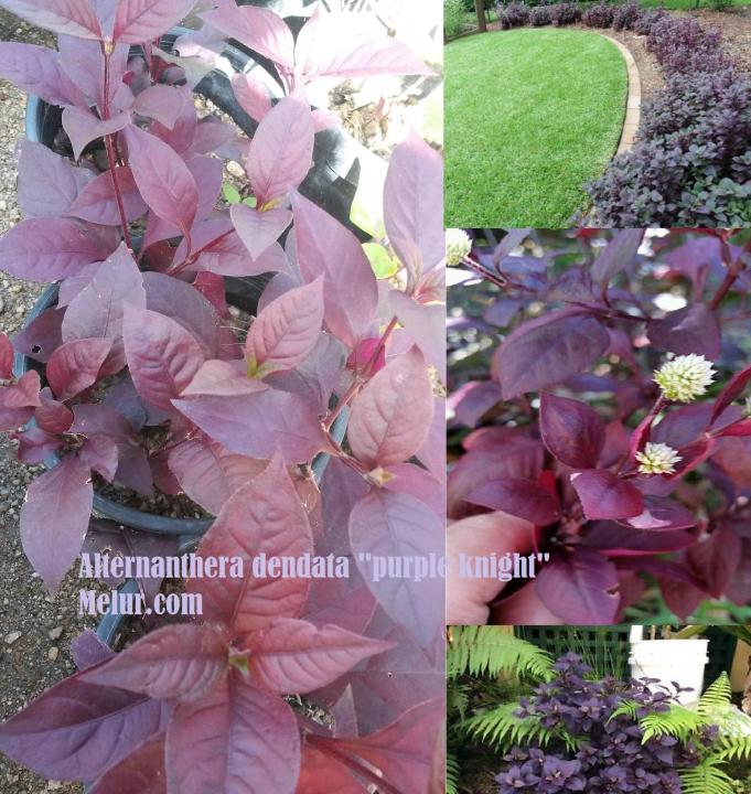 MM- Alternanthera 'Purple Knight' Sapling / Anak Pokok Alternanthera ...