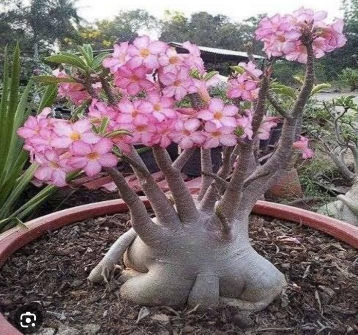Adenium Arabicum Thick caudex Flower Seed | Lazada PH
