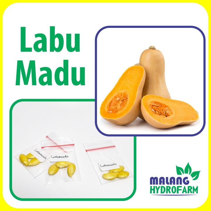 Benih Labu Madu Unggulan sayur butternut squash berkualitas biji bibit ...