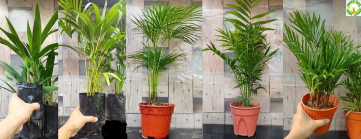 INDOOR PLANT - Red Palm Tree 红葵 / Yellow Palm Tree 散尾葵 / Jawa Palm 爪哇棕榈 ...