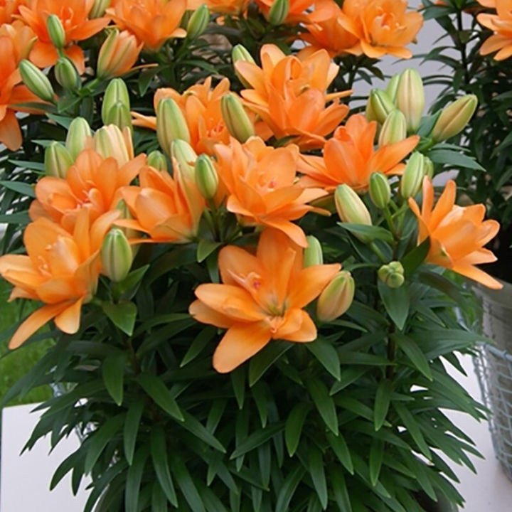 seeds kind of one-bud imported Asian lily bulb single ball pack lily ...