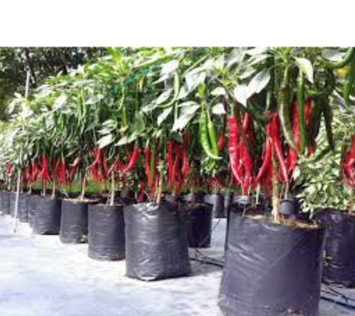 Anak Pokok Lada Merah / Cili Kulai / Cili Besar | Lazada