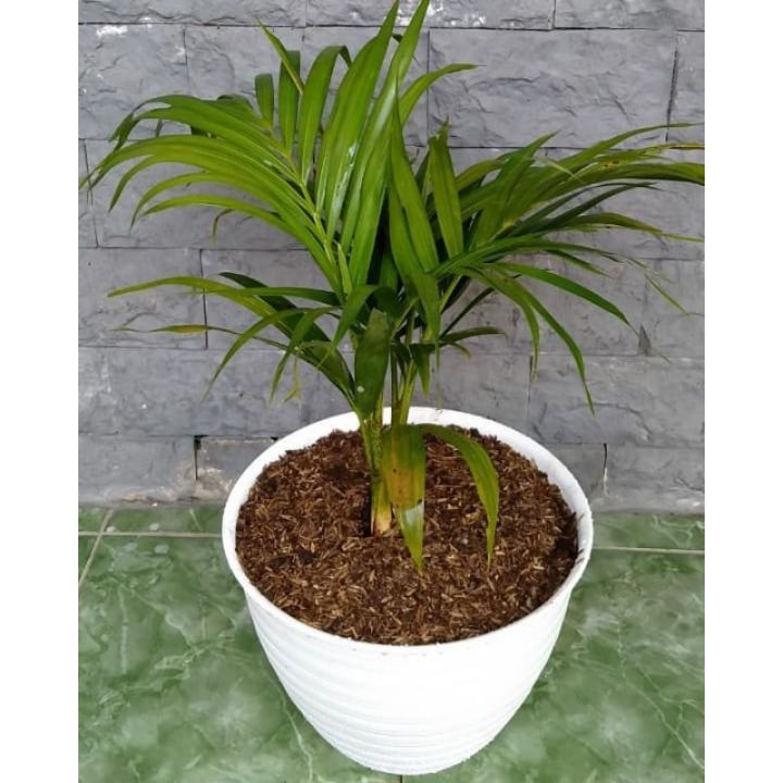 Tanaman Hidup Indoor Palem Kuning - Tanaman Hias Pohon Palem Kuning ...