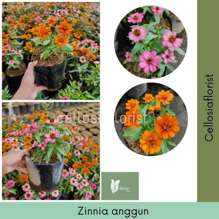 Tanaman Hias Bunga Zinnia / Bunga Kertas Planstara | Lazada Indonesia