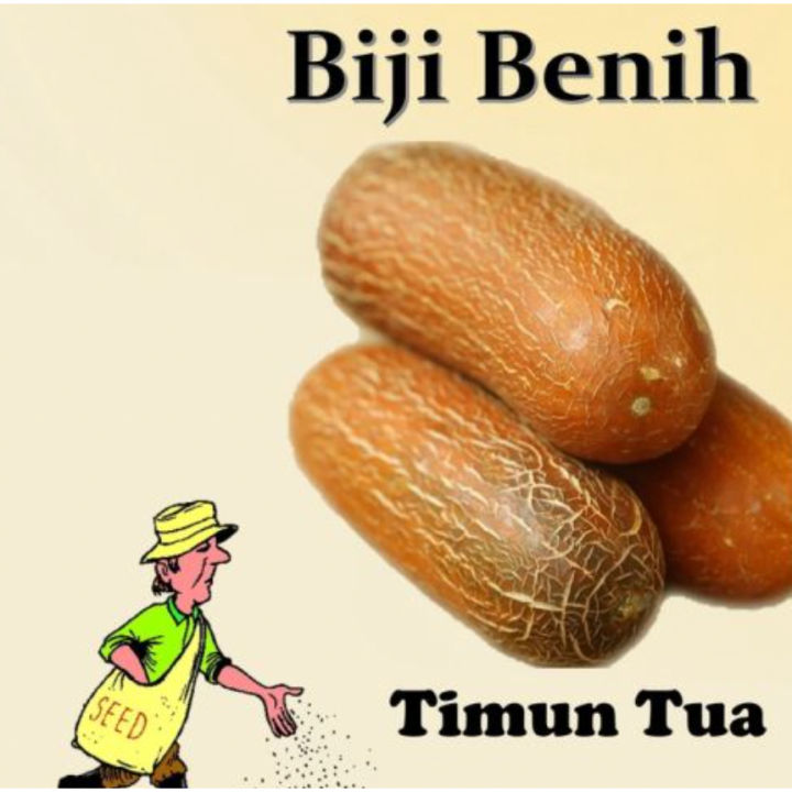 Dituai Segar Biji Benih Timun Tua 5 Biji Old Cucumber Seed 老黄瓜籽 | Lazada