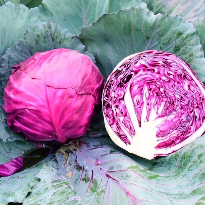 200 seeds Fresh Purple red Cabbage Seeds for Planting Vegetables Plants ...
