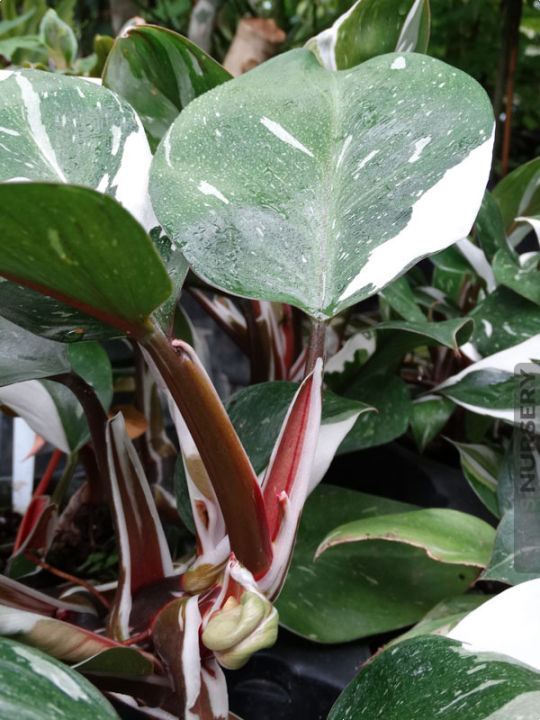 Philodendron White Knight Cutting ( Seller Reference : 1LNR)[BUY 1 TAKE ...