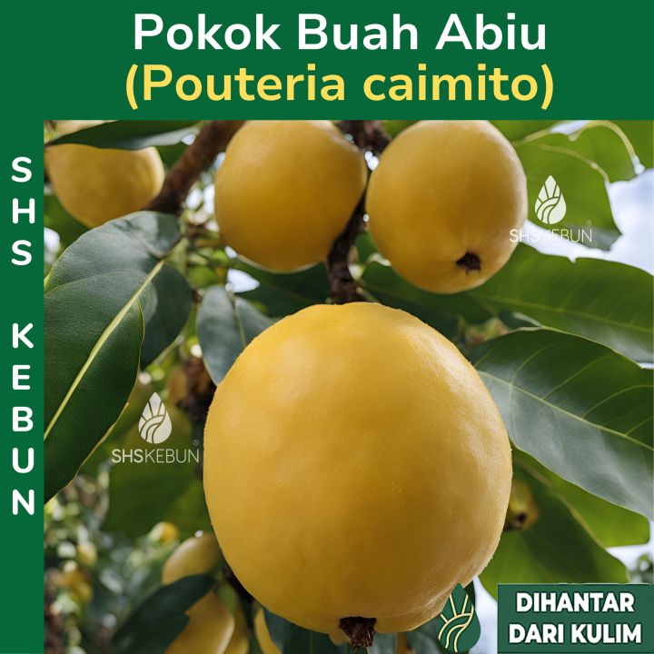 Pokok Buah Abiu Star Apple Ciku Australia Buah Kuning Caimito Live ...
