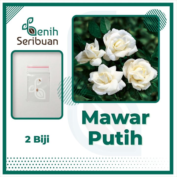 Benih Seribuan - 2 Bibit Bunga Mawar Putih Unggul | Lazada Indonesia