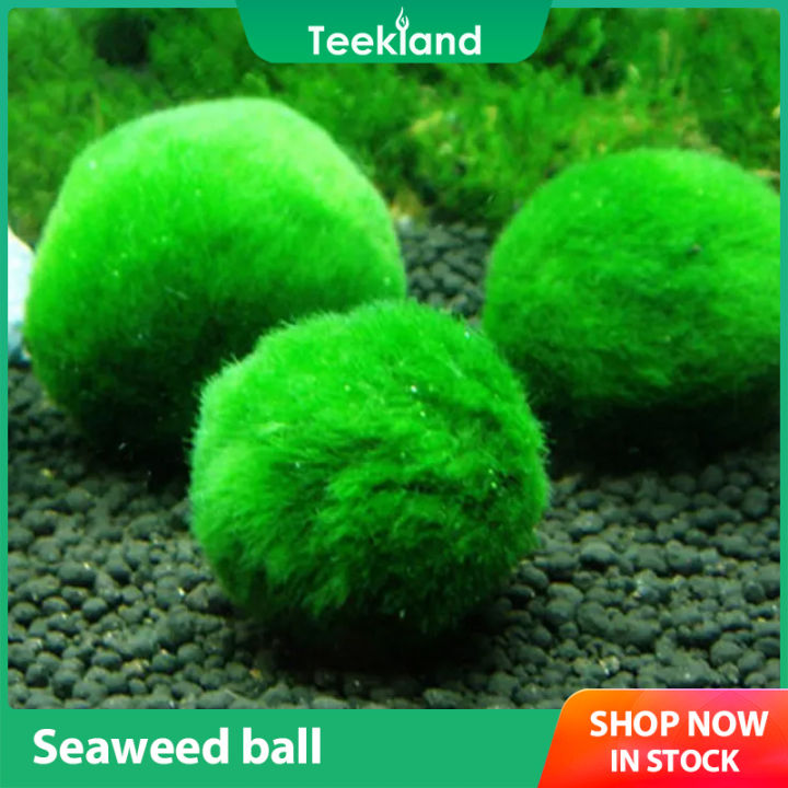 [Teekland] 3-4cm Marimo 100% Real Aquarium Decoration Seaweed Moss Ball and Lucky Algae Japanese ...