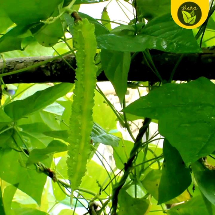 HIGH QUALITY VEGETABLE SEEDS Sigarilyas (winged beans) / Kalamismis ...