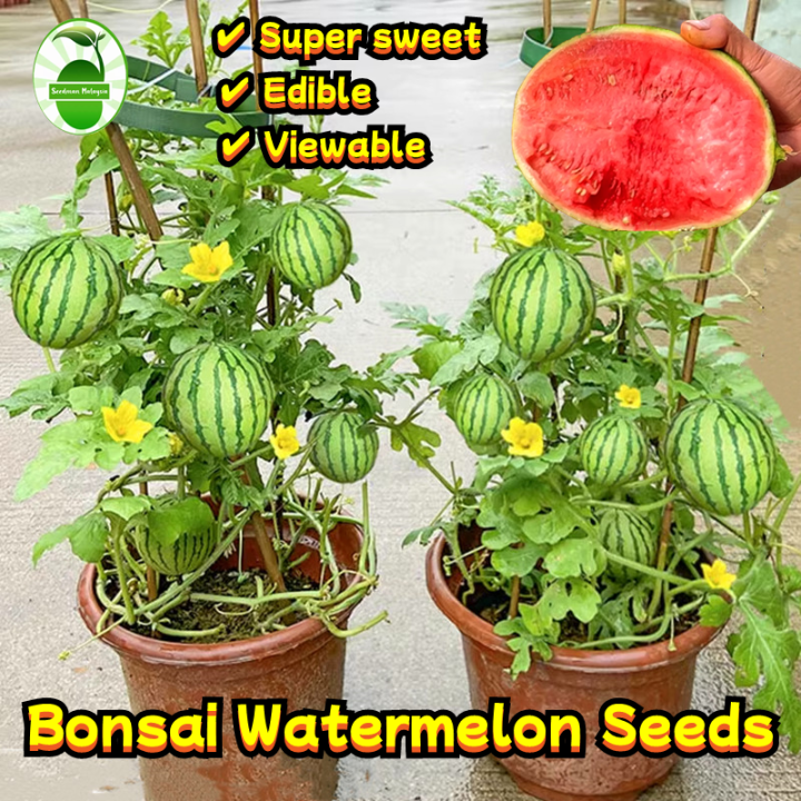 20 Seeds/pack Super Sweet Mini Watermelon Seeds for Planting Biji Benih ...
