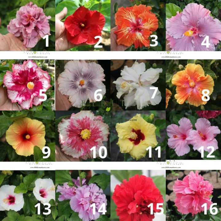 Tanaman Bunga Hibiscus Okulasi Tumpuk Import/ Bunga Sepatu Okulasi ...