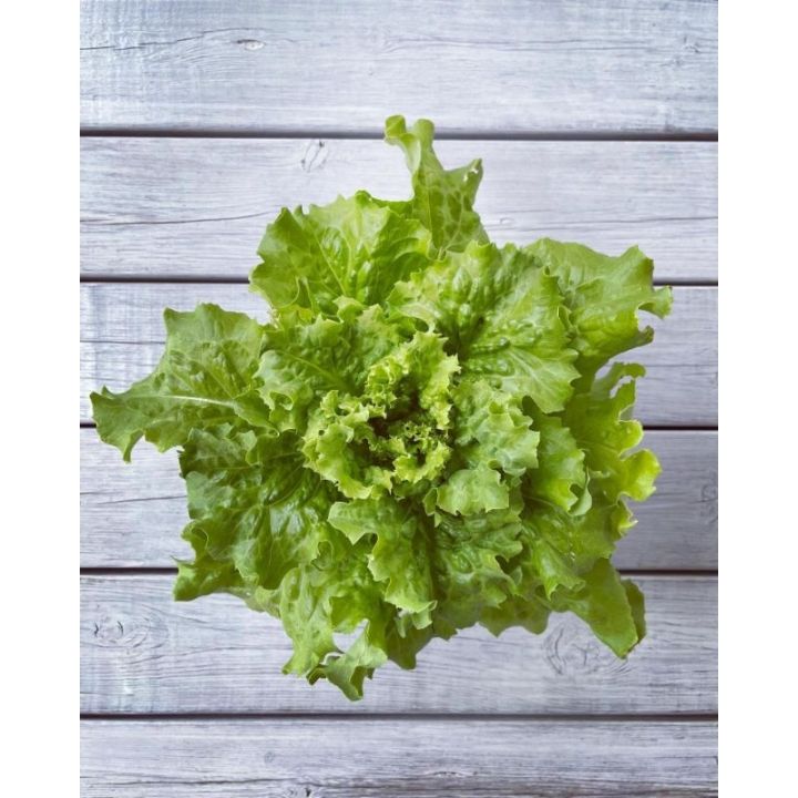 Tanaman selada Lalapan / bibit salada segar / Lactuca sativa | Lazada ...