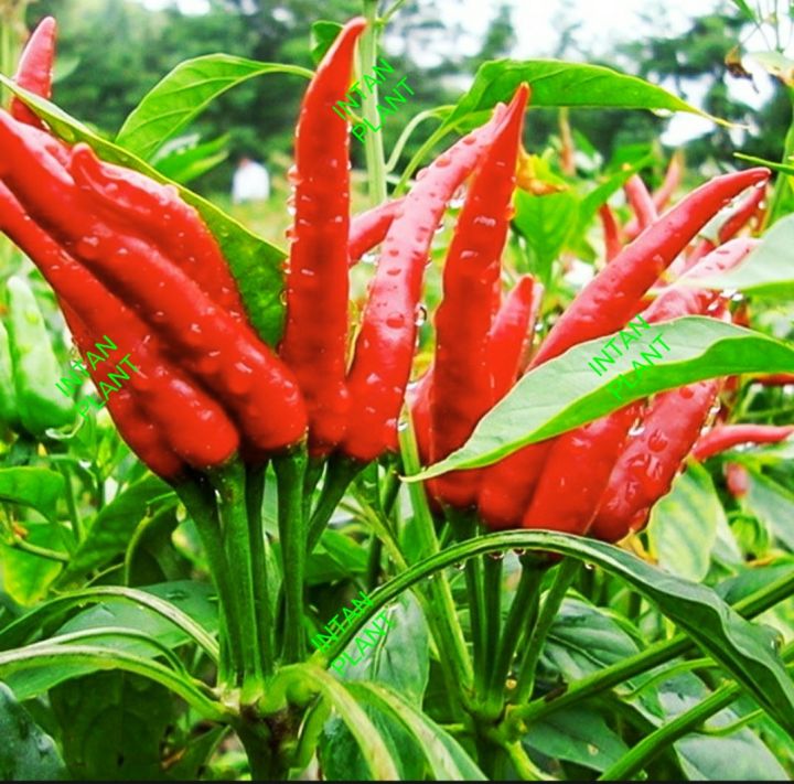 READY STOCK ANAK POKOK CILI MERAH VIETNAM SEDAP WANGI / QUALITY VIETNAM ...