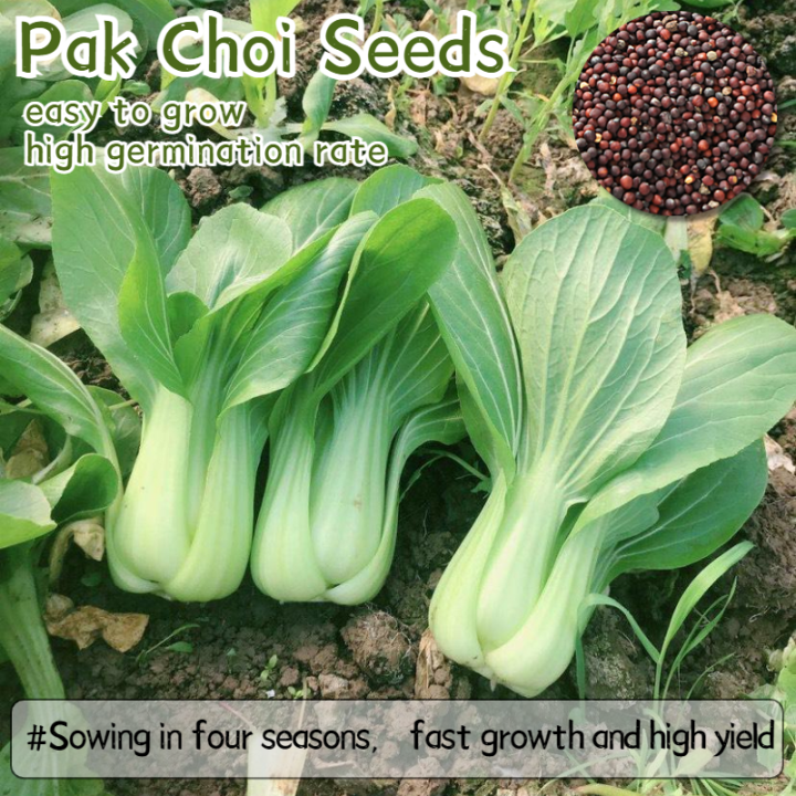 [Easy to grow in Philippines] High Yield Pak Choi Seeds Green Pakchoi ...