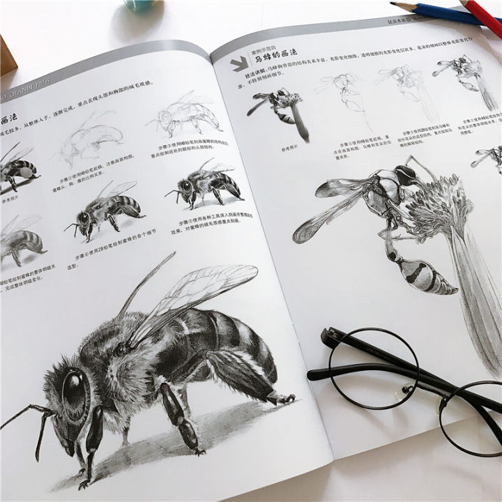 Pencil Sketch Basic Coure Books Zero-Based Tutorial From Beginner To ...