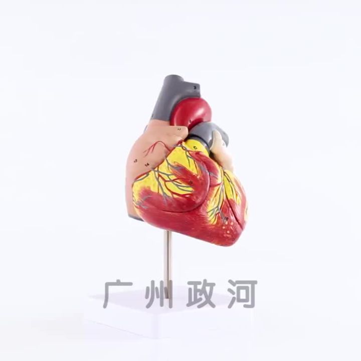 LZD Human Natural Large Heart Anatomical Model Yes 34 One ...