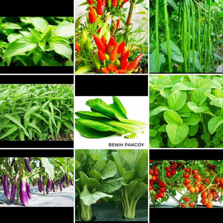 PROMO ISI 9 MACAM BIBIT SAYUR / Paket bibit SAYURAN / benih tanaman ... PROMO ISI 9 MACAM BIBIT SAYUR / Paket bibit SAYURAN / benih tanaman ...