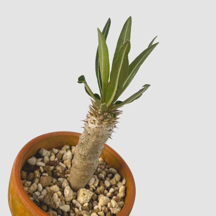zac.culent - Pachypodium rosulatum subsp. inopinatum 伊洛棒槌樹 (Caudex ...