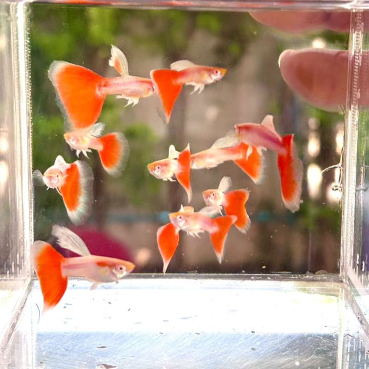 อาหารปลาหางนกยูง Albino Red Tail ตาแดง | Lazada.co.th