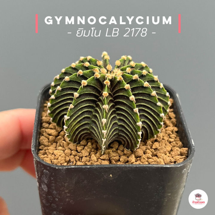 ยิมโน LB 2178 Gymnocalycium แคคตัส กระบองเพชร cactus&succulent - | Lazada.co.th