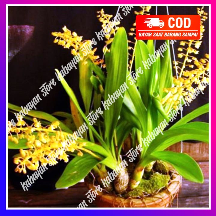 anggrek eria asli | Lazada Indonesia