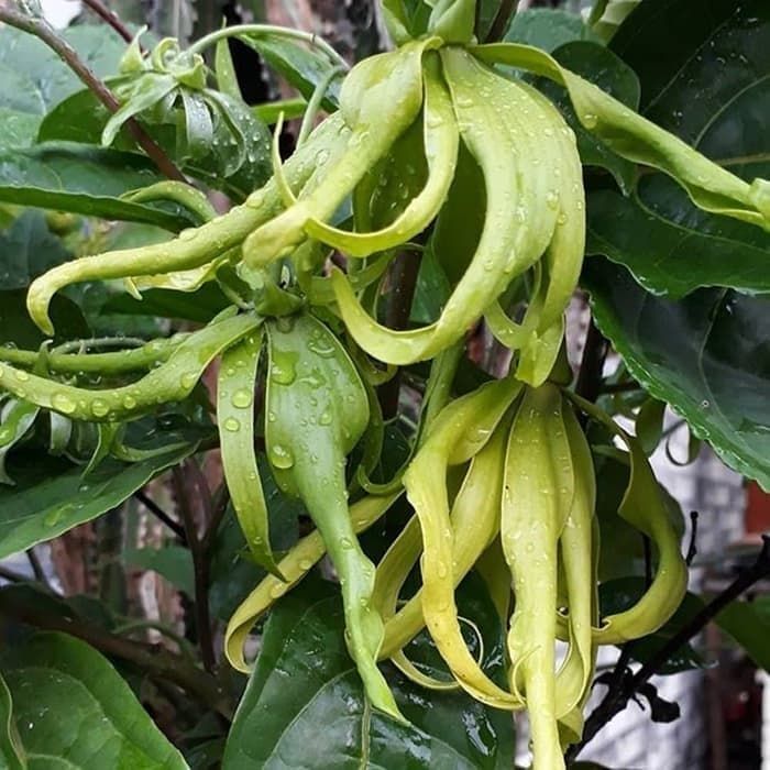 Bibit Bunga Kenanga Jawa Super Ylang Ylang 1Kg | Lazada Indonesia