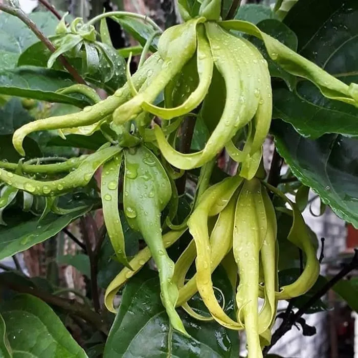 Bibit Bunga Kenanga Jawa Super Ylang Ylang 1Kg | Lazada Indonesia