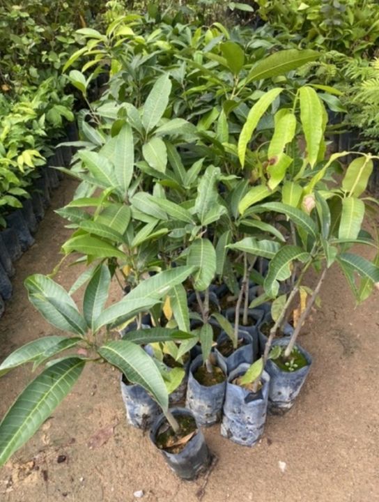 【Malaysia】Pokok mangga ( kuini ) hybrid thai murah | Lazada