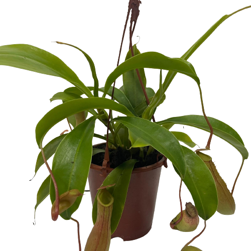 Nepenthes Red x Rafflesiana, Raffles' Pitcher-plant in hanging Pot (0 ...