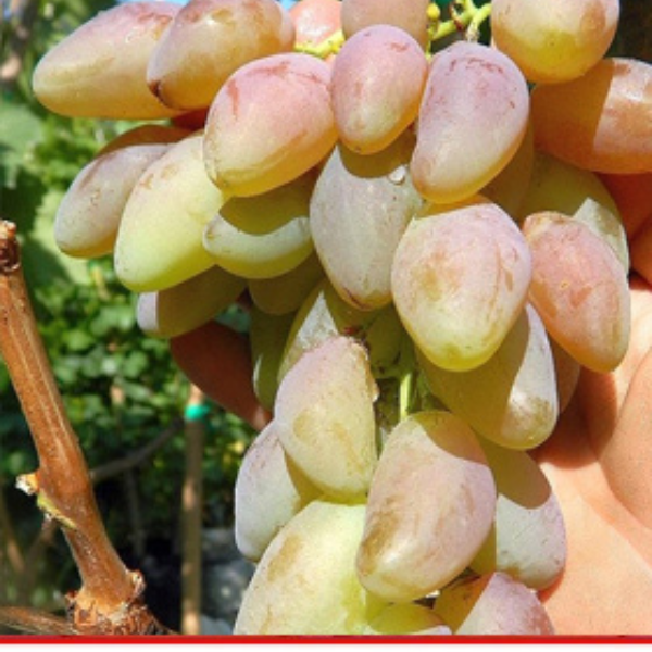 BIBIT ANGGUR IMPORT DIXON (grafting) MURAH BIBIT ANGGUR DIXON IMPORT ...