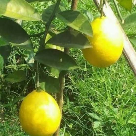 Pohon Jeruk Lemon Jumbo Tanaman Jeruk Lemon Jumbo | Lazada Indonesia Pohon Jeruk Lemon Jumbo Tanaman Jeruk Lemon Jumbo | Lazada Indonesia