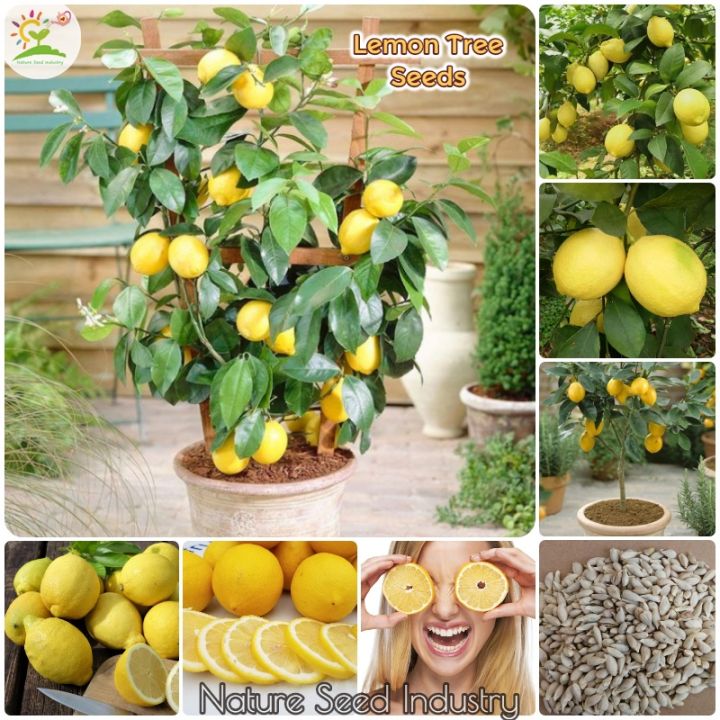 [Fast Germination] Bonsai Lemon Seeds for Planting Fruits Plants (20pcs ...