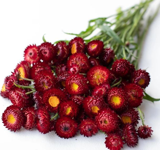 TALL EVERLASTING RED FLOWER SEED -Helichrysum | Lazada
