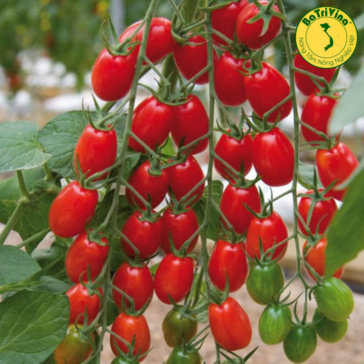 cây cà chua bi lùn - cherry cao 30-40 cm đang hoa và quả (Ảnh thật ...
