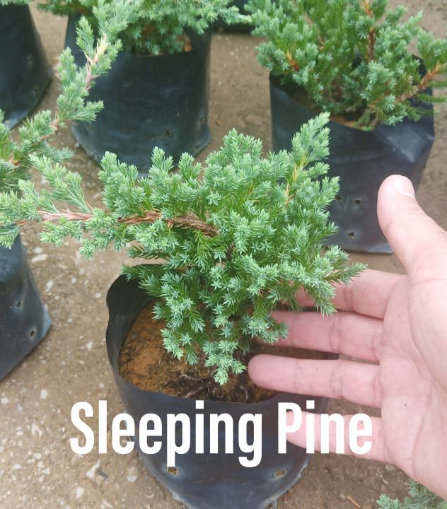 House Plant - Sleeping Pine | Lazada