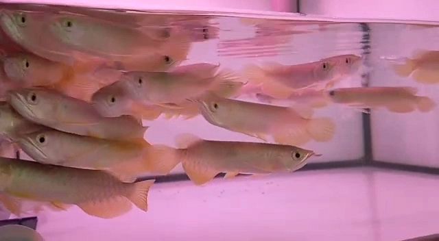 4inch-5inch Super High Back Golden Arowana Blue Base 超高背金龙鱼(蓝底) | Lazada