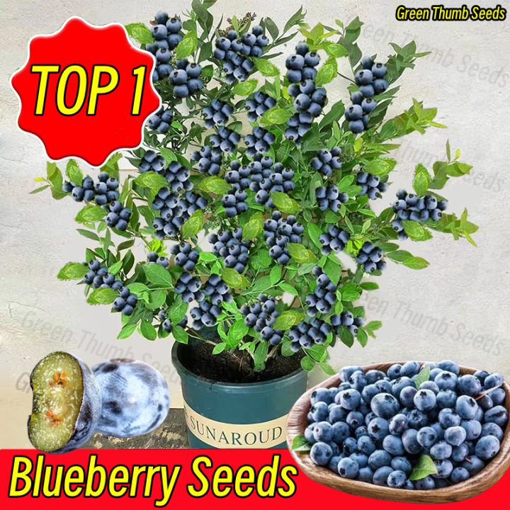 Bonsai Blueberry Seeds for Planting (30seeds）蓝莓种子 Edible Dwarf ...