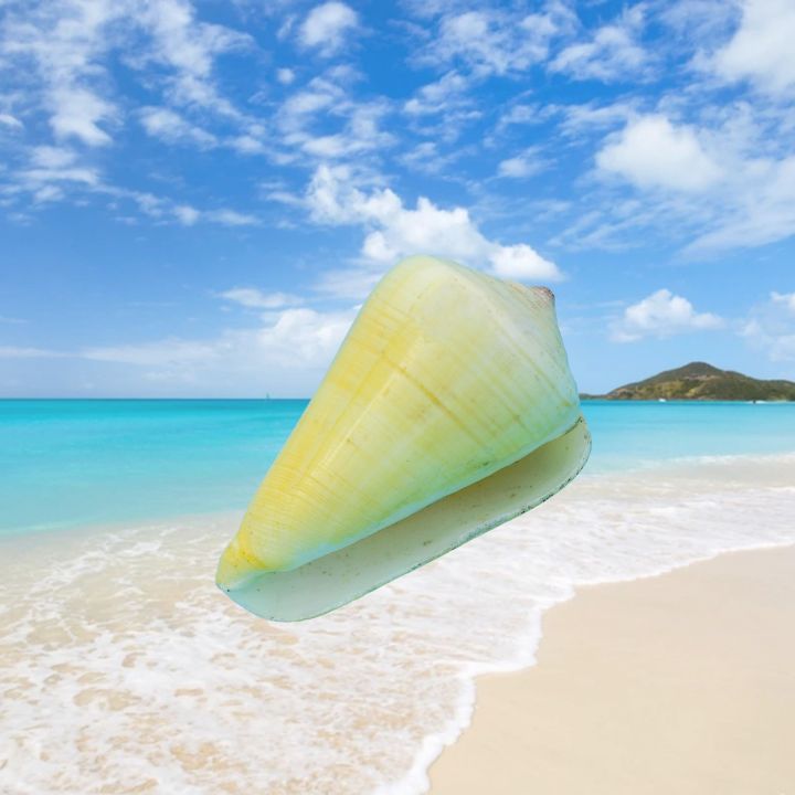 [Ready Stock] 1PCS 6.5CM Gold Banded Cone Natural Rare Real Sea Shell ...