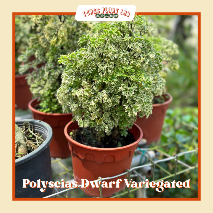TPL - Tunas Plant Lab - Polyscias Dwarf Variegata - 福禄桐 - REAL LIVE ...