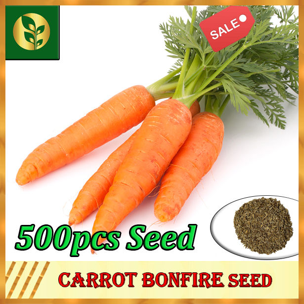 Carrot Seeds | Carrots Seeds | Vegetable seeds | Golden Plant and Seed ...