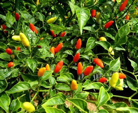 SILING LABUYO SEED`S WILD | Lazada PH
