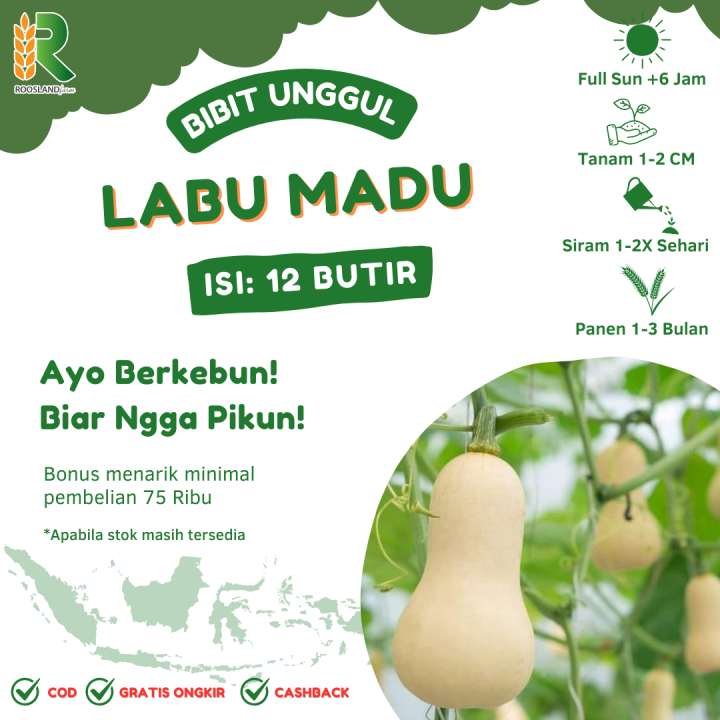 BENIH LABU MADU SUPER MANIS (12 BUTIR) | Lazada Indonesia