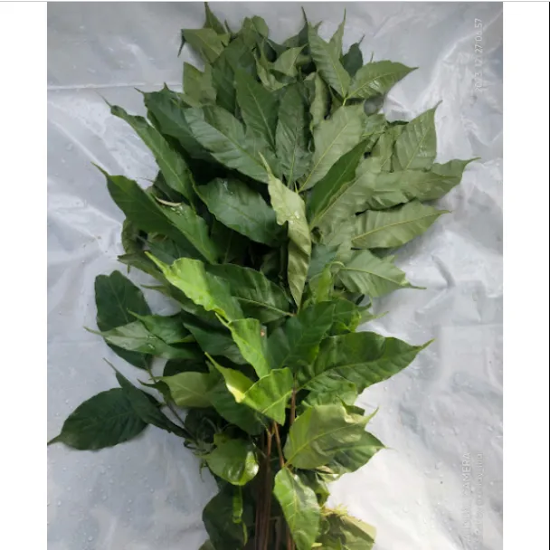 Daun Segar pohon kayu Jaran/ Daun Kayu Jaranan Segar | Lazada Indonesia