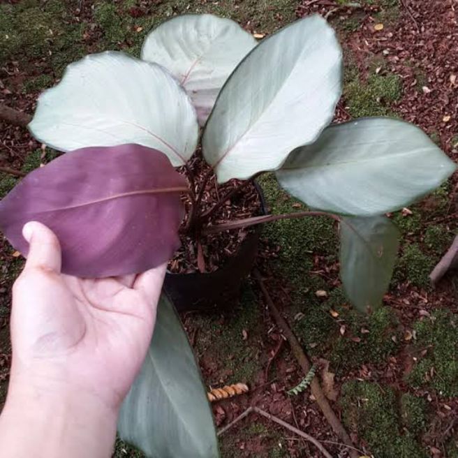 Tanaman Hias Calathea Silver / Tanaman Chalatea Silver / Tanaman In ...