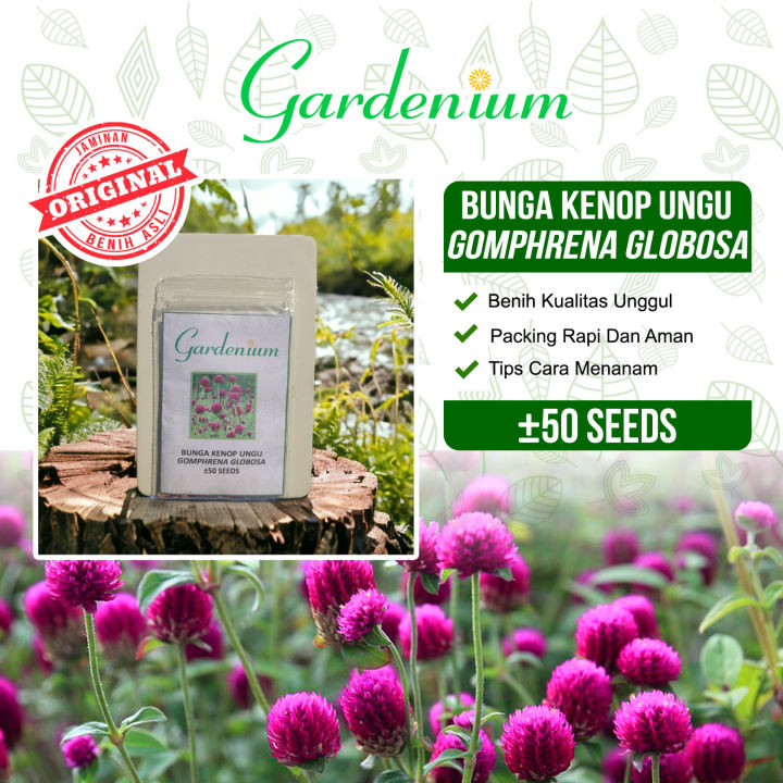 GARDENIUM Benih Bunga Kenop Ungu - Gomphrena Globosa Tanaman Bunga ...